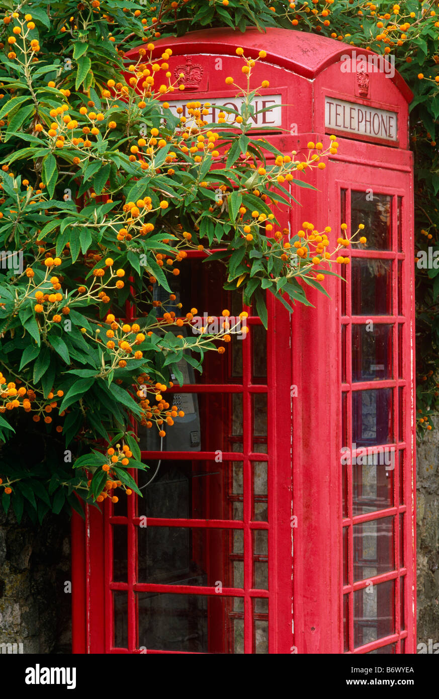 Telephone box with Buddleia Stock Photo - Alamy
