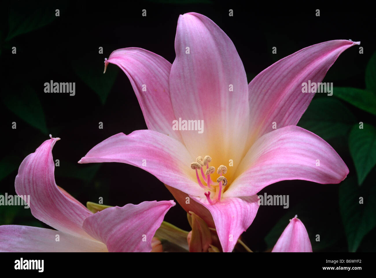Amaryllis belladonna bulbs hi-res stock photography and images - Alamy