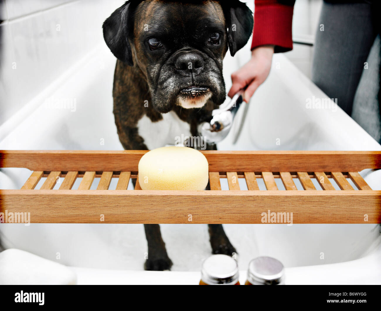Boxer dog in water hi-res stock photography and images - Alamy