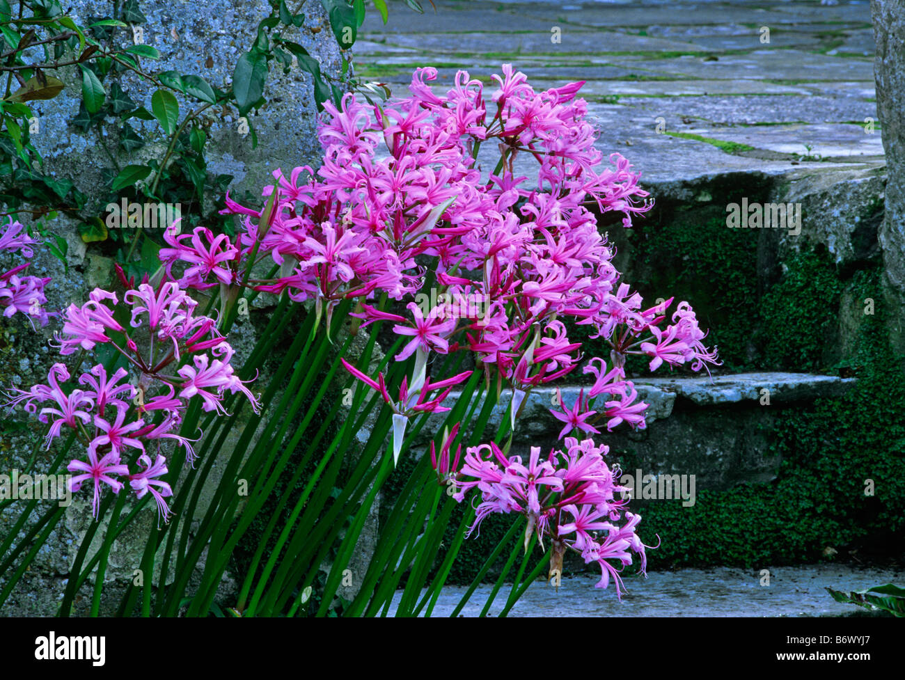 Nerines hi-res stock photography and images - Alamy