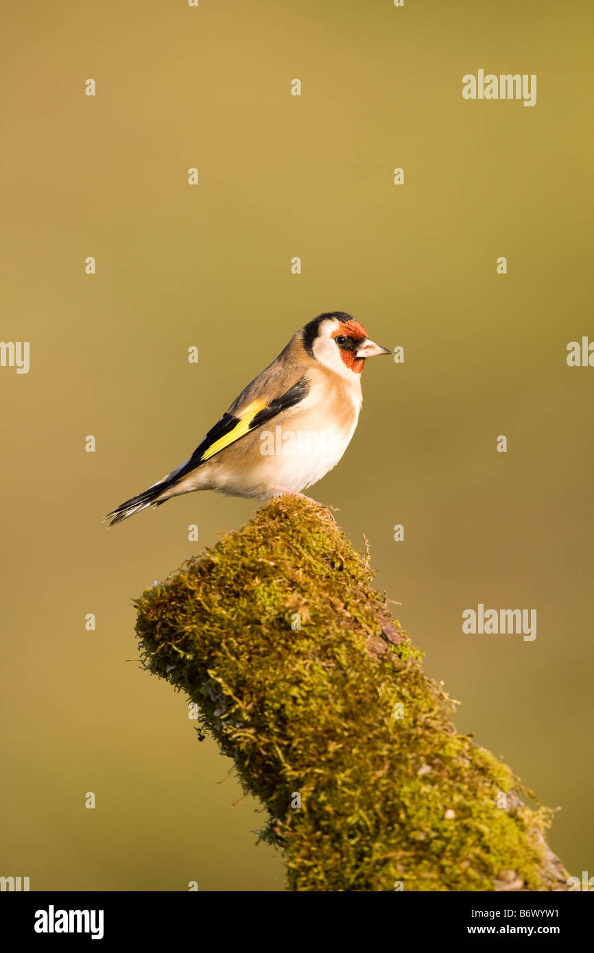 Gold finch and teasel hi-res stock photography and images - Alamy