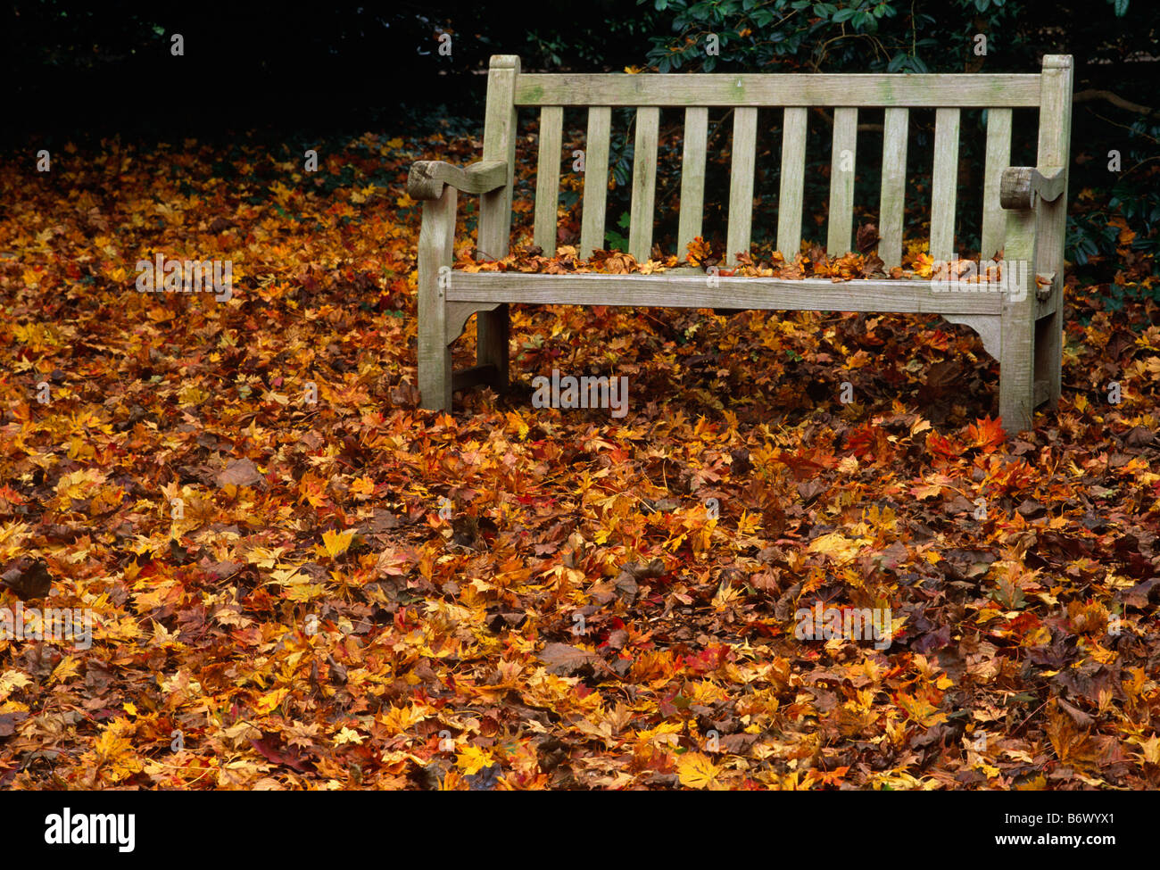 Wooden seat, autumn leaves (Hilliers Gardens Stock Photo - Alamy