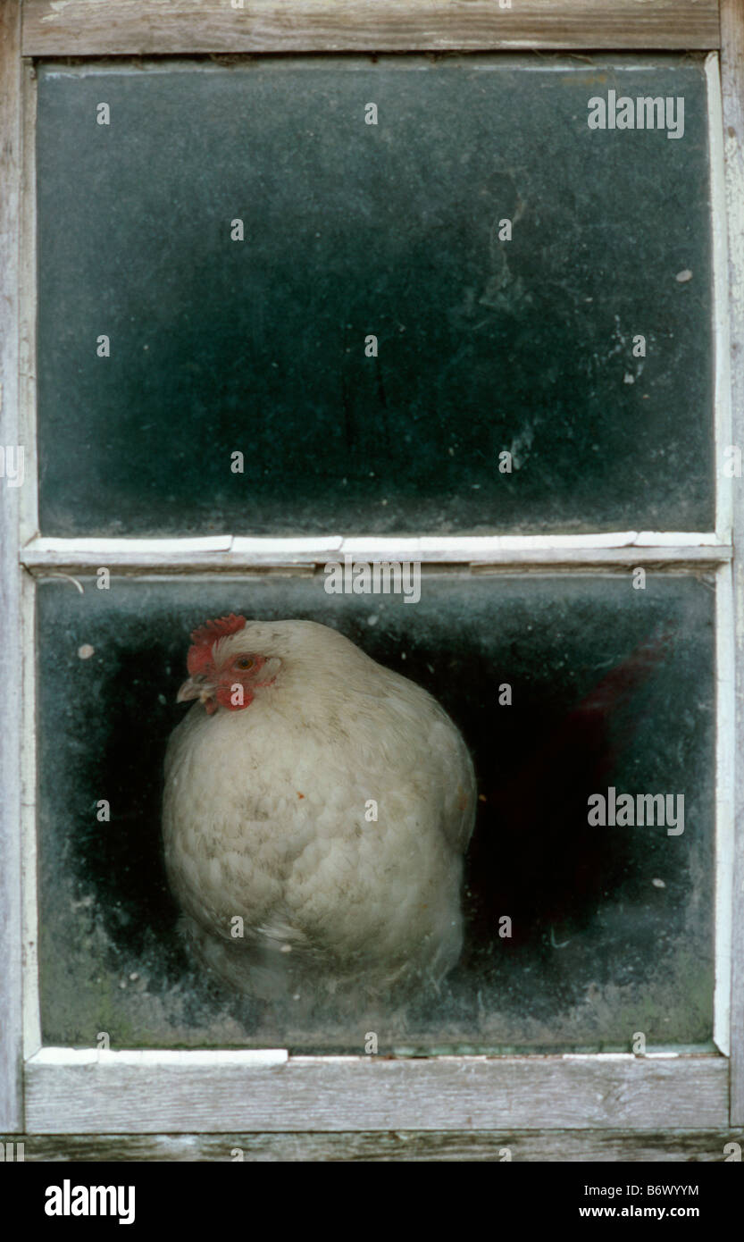 Hen chicken window hi-res stock photography and images - Alamy