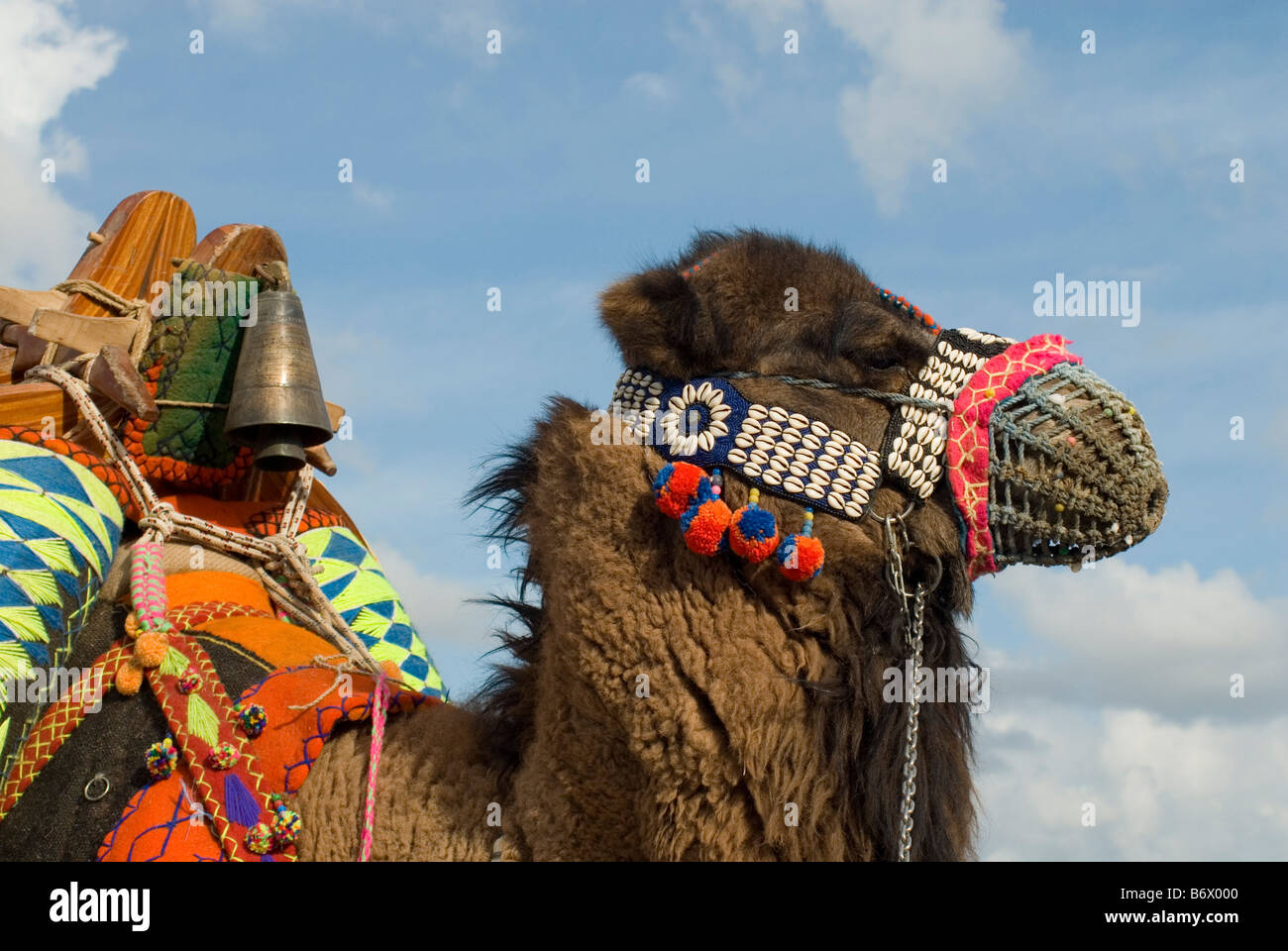 camel with traditional clothes Stock Photo - Alamy