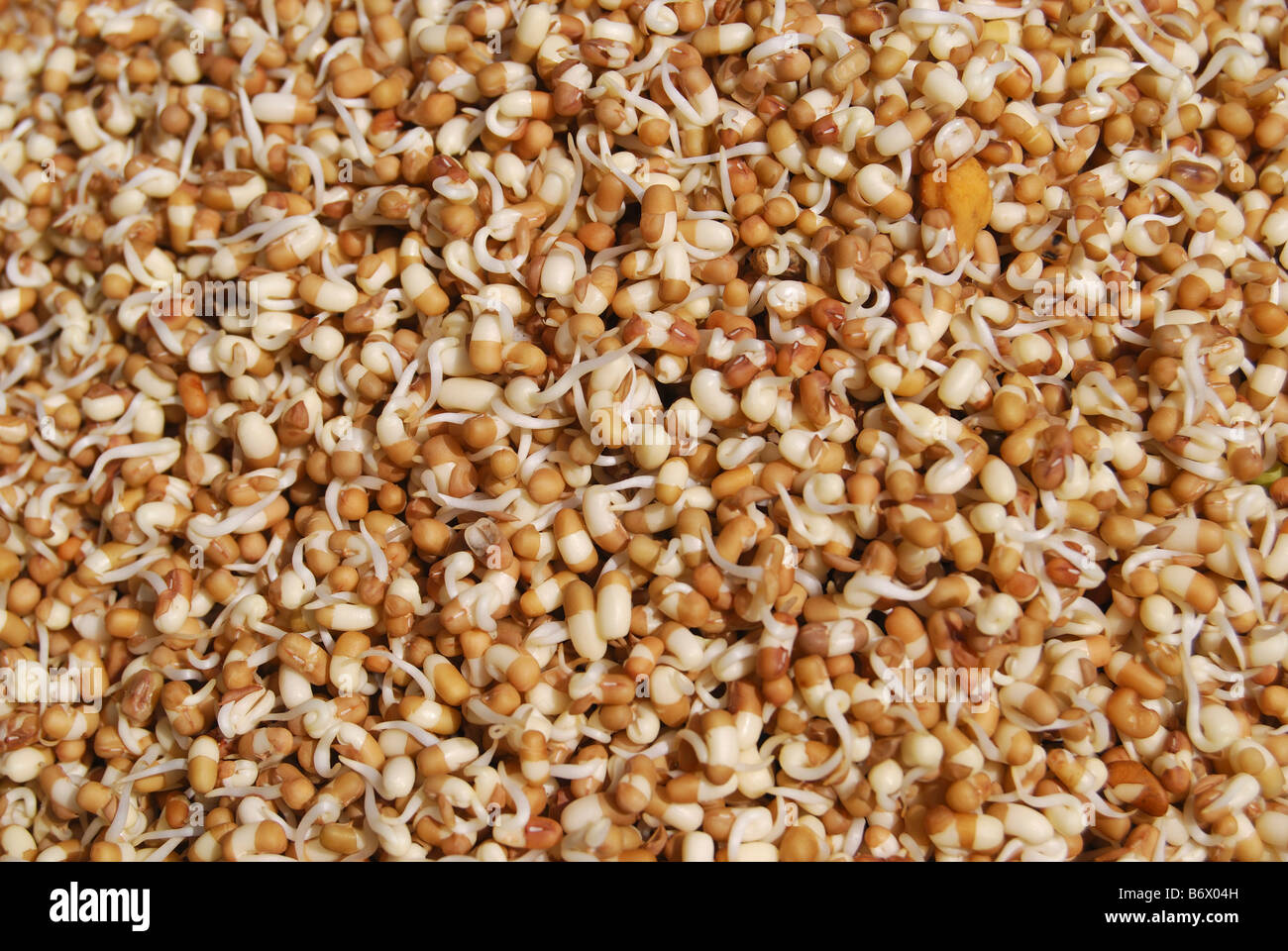 Sprouted moth beans hi-res stock photography and images - Alamy