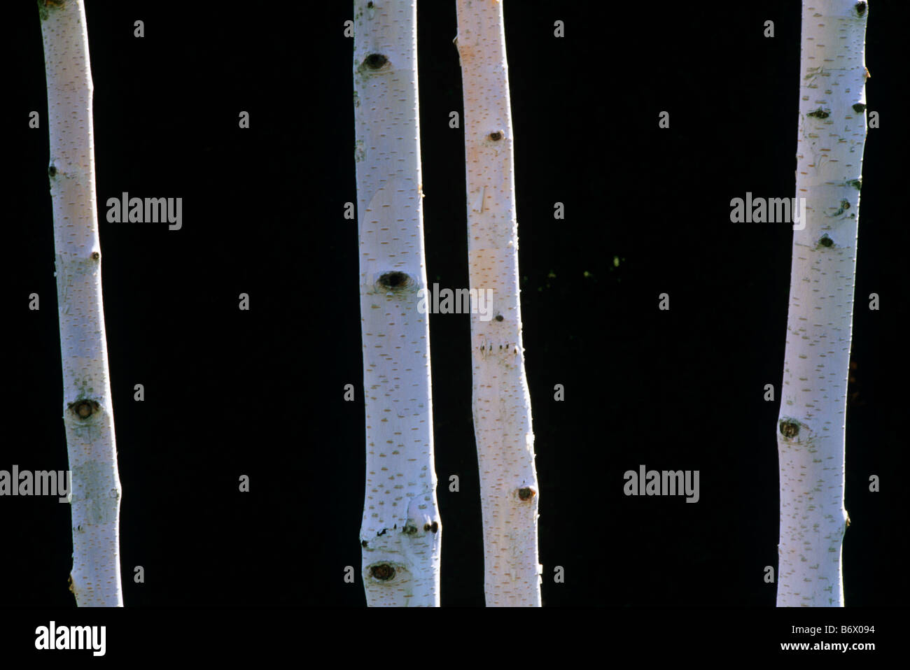 Silver Birch trunks; Betula pendula Moss White Stock Photo - Alamy