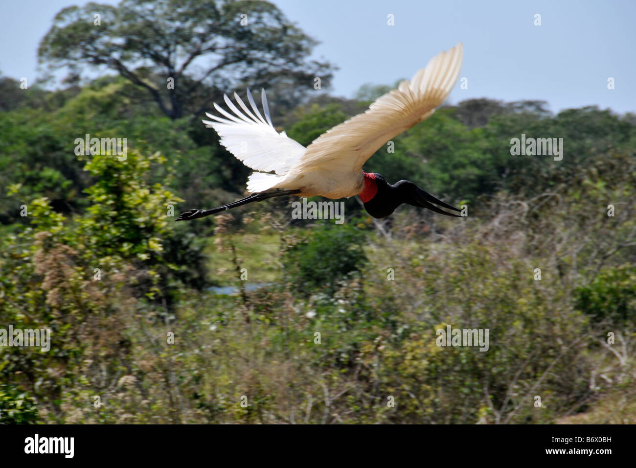 Jabiru Jabiru mycteria flying Pantanal Miranda Mato Grosso do Sul ...