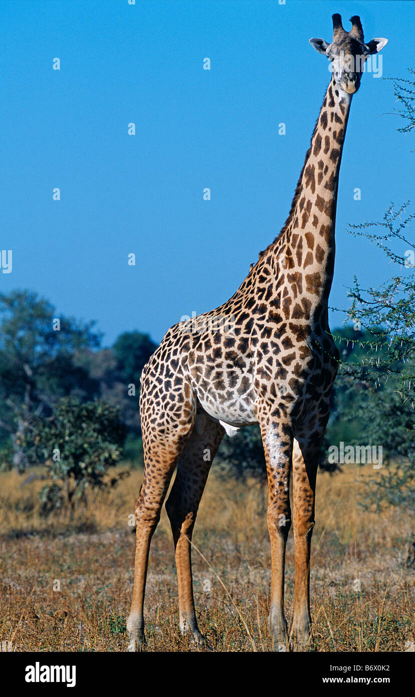 Zambia, South Luangwa National Park. Thorneycroft s giraffe, endemic ...