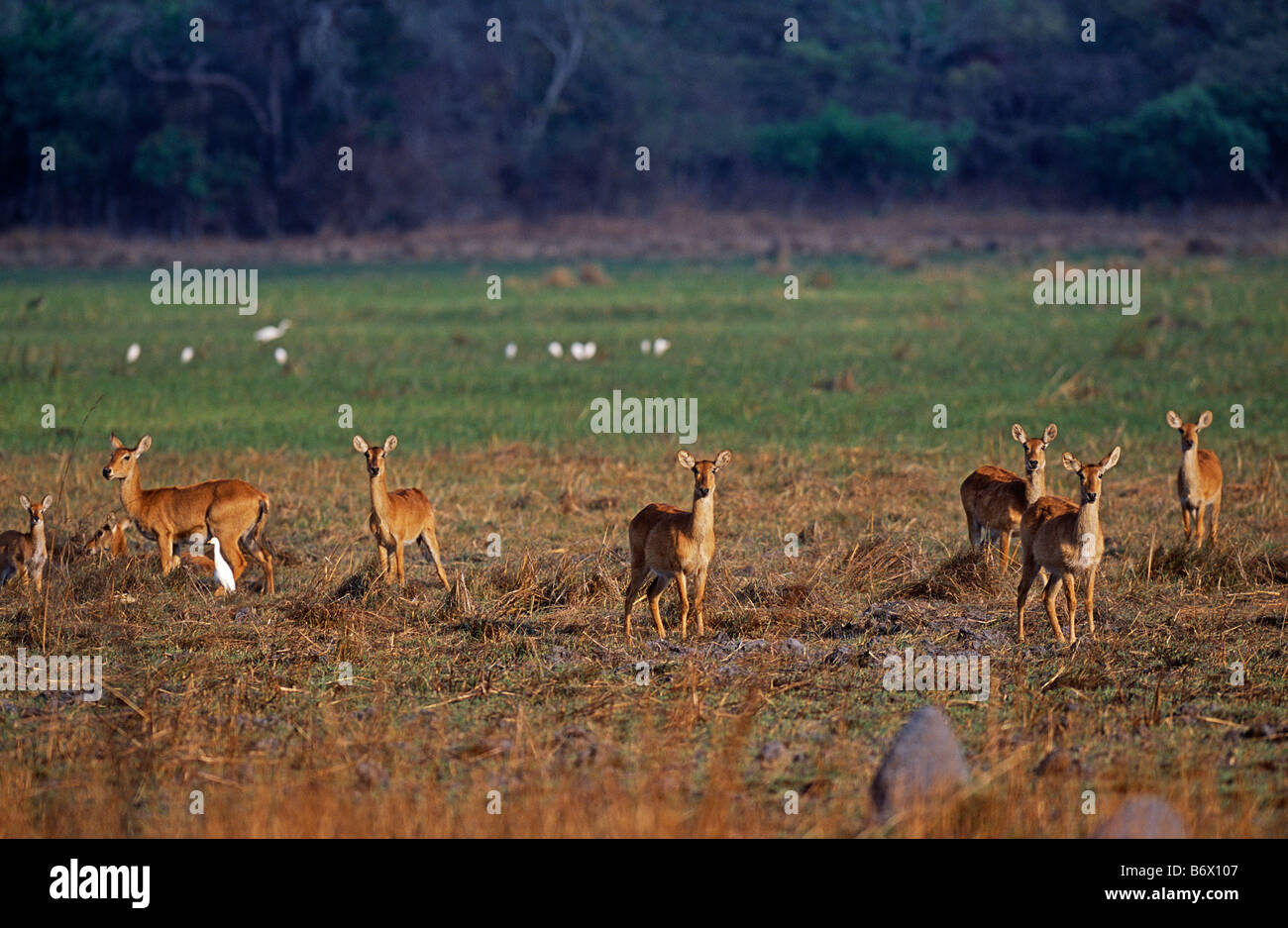 Zambia, Kasanka National Park. Puku (Kobus vardonii) are the most ...