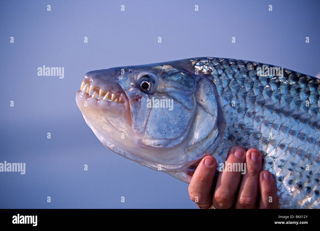Zambia, Lower Zambezi National Park. A fine tiger fish caught on the ...
