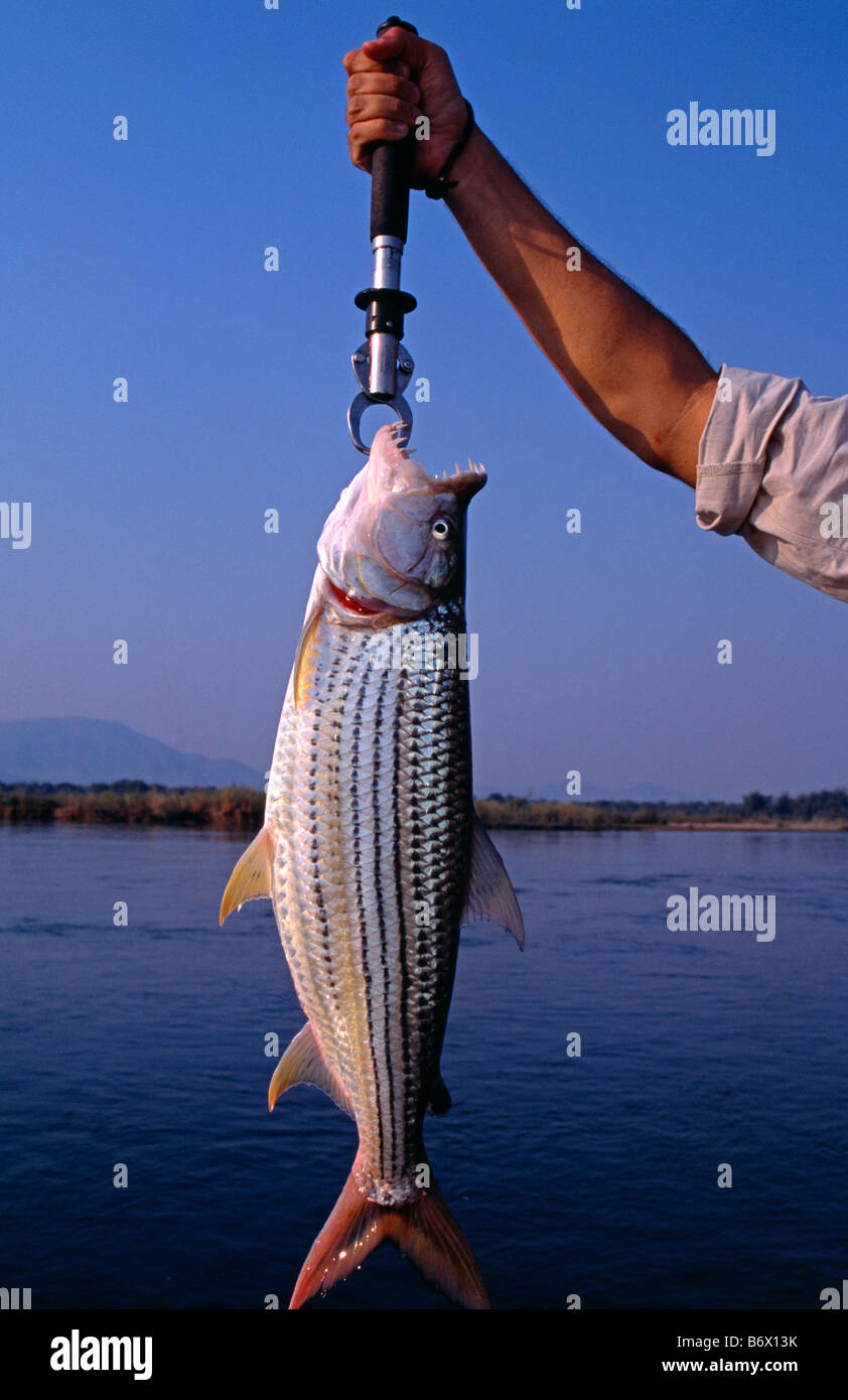 Zambia, Lower Zambezi National Park. A fine tiger fish caught on the ...