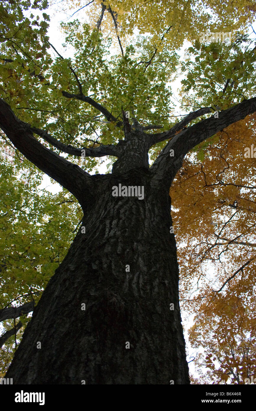 Giant hardwood trees hi-res stock photography and images - Alamy