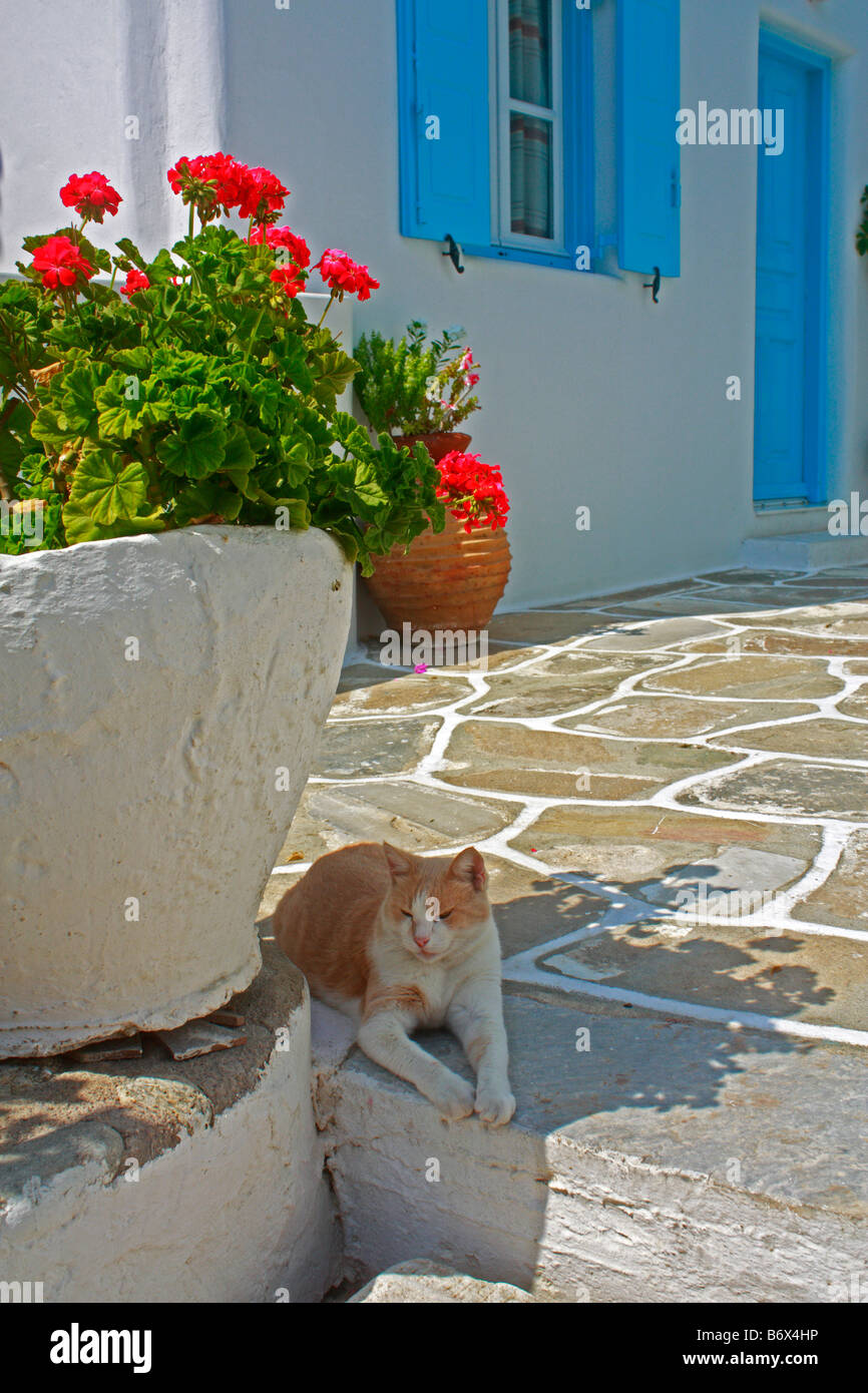 Greek Cat Mykonos Greece Stock Photo - Alamy