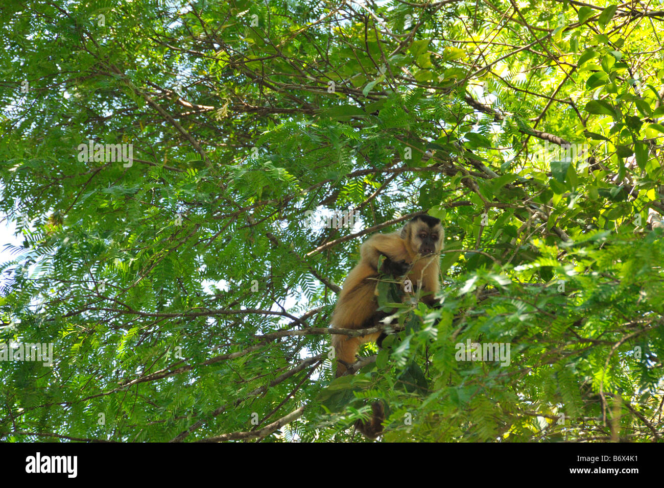 Tufted capuchin monkey Cebus alba Estancia Mimosa Bonito Mato Grosso do ...