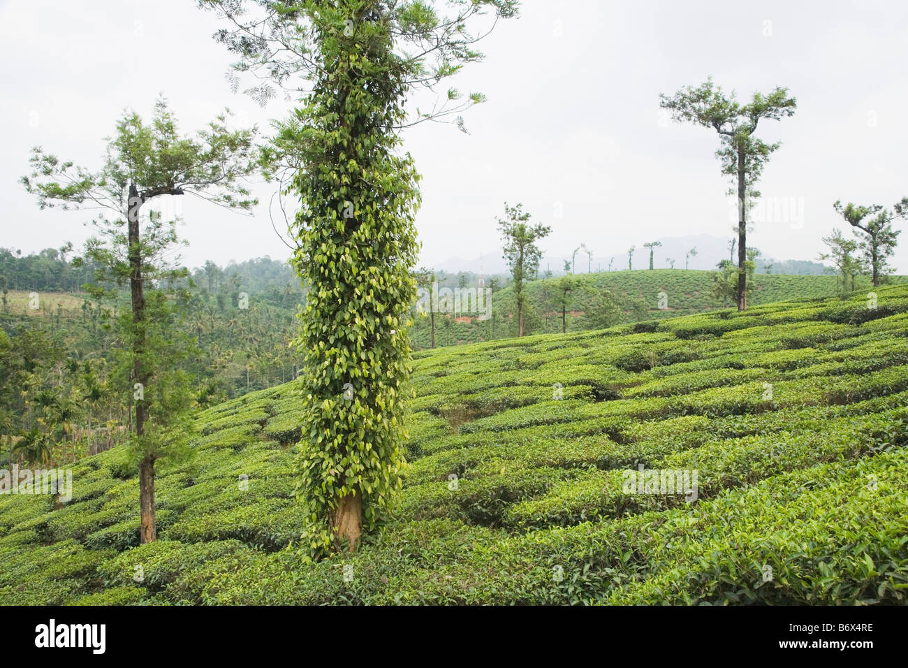 Trees in a tea garden, Mysore, Karnataka, India Stock Photo - Alamy