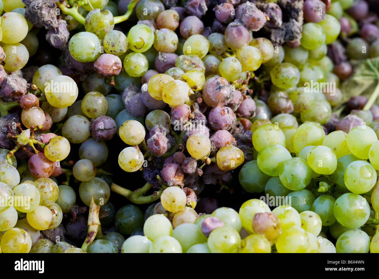 Wine symbolism hi-res stock photography and images - Alamy