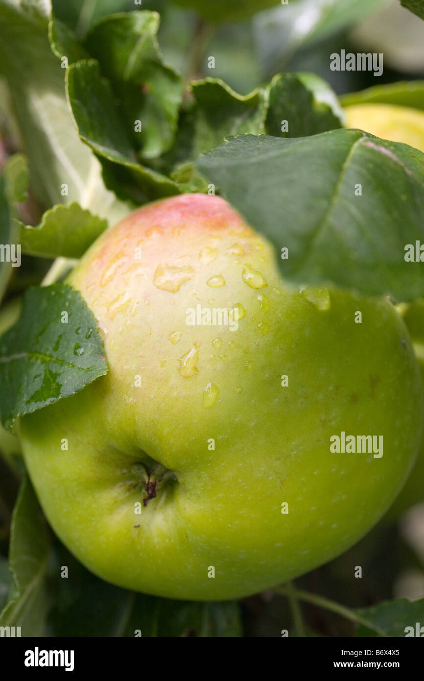 Cox apple hi-res stock photography and images - Alamy
