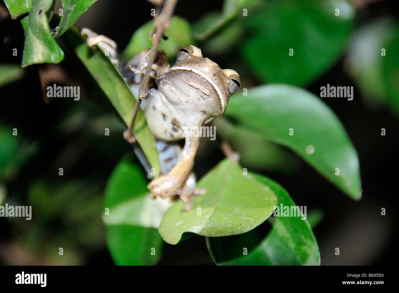 Tree frog Hyla sp San Francisco Ranch Miranda Mato Grosso do Sul Brazil ...