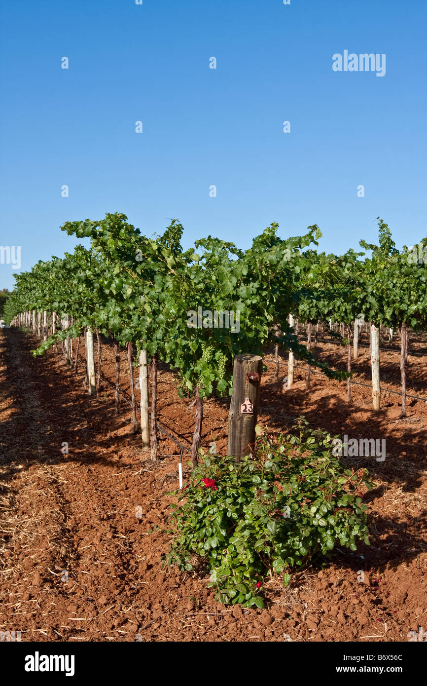 Grapes growing on a trellis with a red rose at end of row. Bethany ...