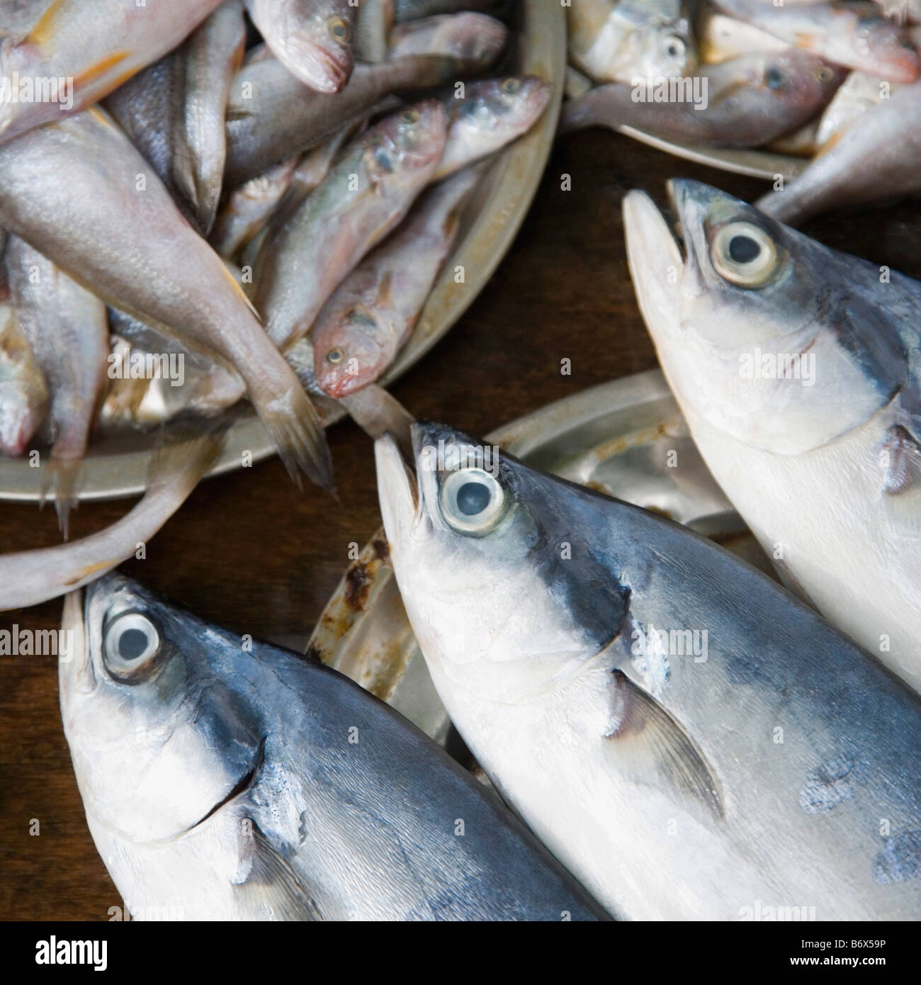 Dead fish at a market stall, Cochin, Kerala, India Stock Photo - Alamy
