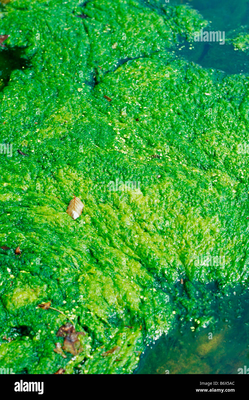 BLANKETWEED CAN COVER THE POND SURFACE WITH A THICK FILAMENTOUS SCUM ...