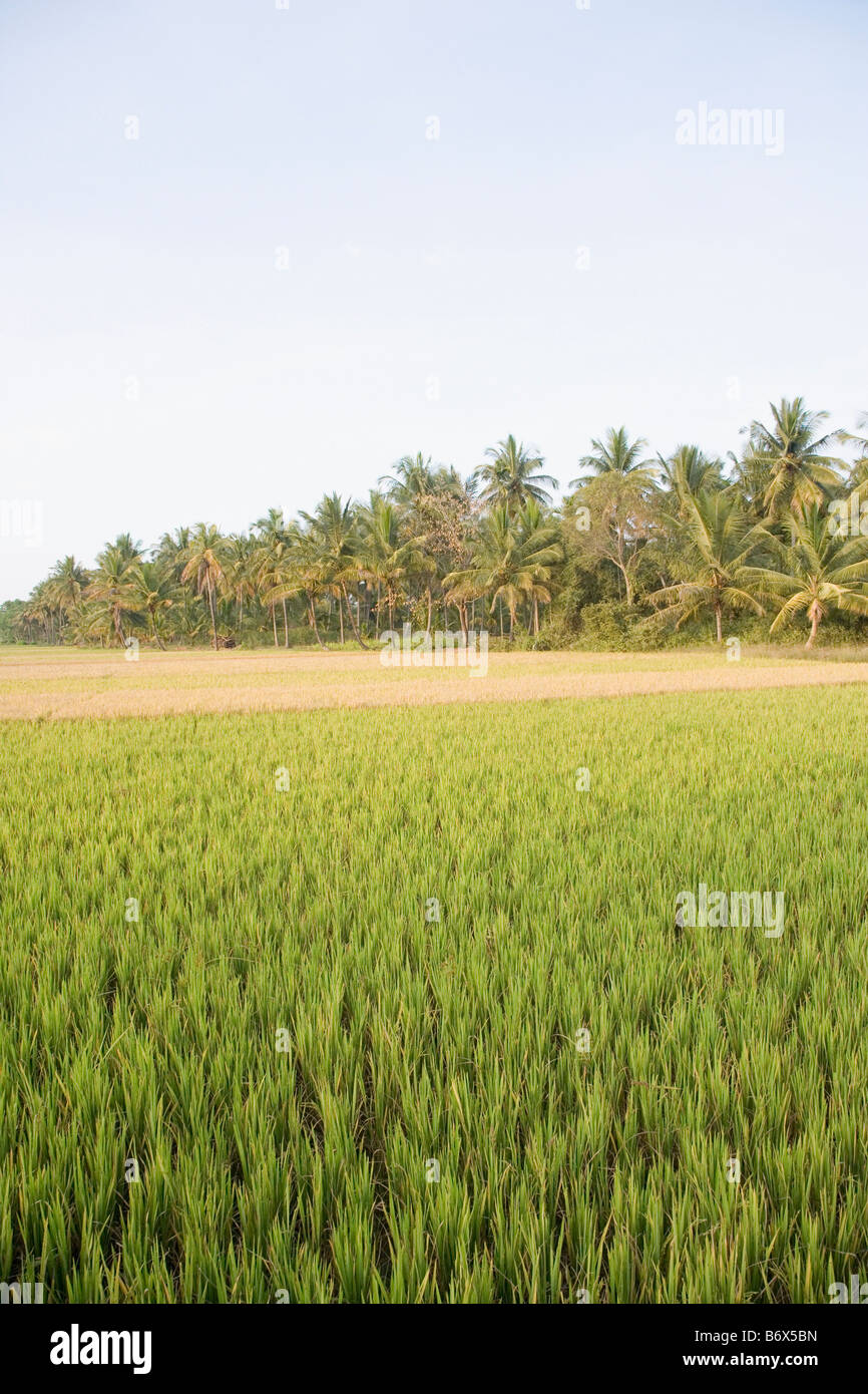 Rice paddy in a field, Shravanabelagola, Hassan District, Karnataka ...