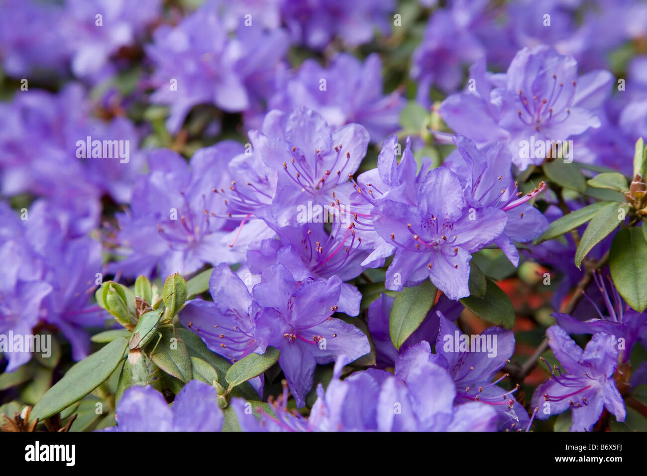 Azalea flowering in garden border Wales UK Stock Photo - Alamy