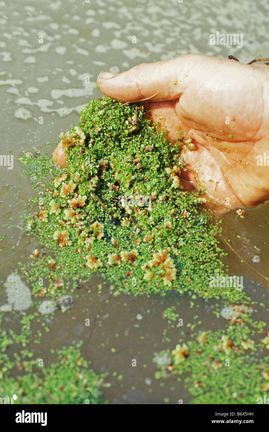 Azolla hi-res stock photography and images - Alamy
