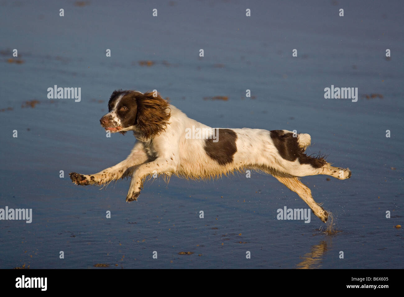 English springer spaniel retrieving game hi-res stock photography and ...