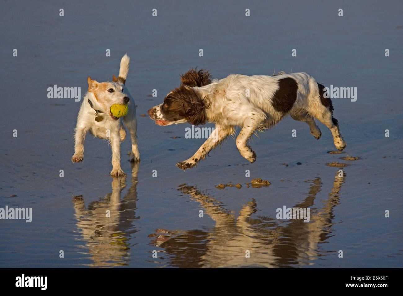 English Springer Spaniel and Jack Russell Terrier running on Cromer ...
