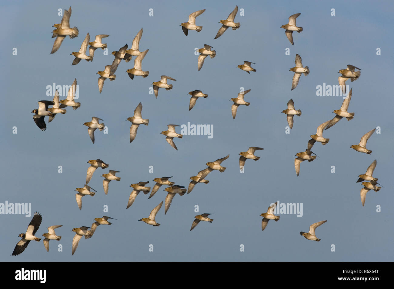 Golden Plover Pluvialis apricaria and Lapwing Flock at Cley Norfolk in ...