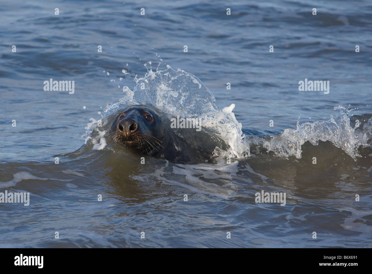 Grey Seal Halichoerus grypus male on North Norfolk coastal wildlife ...