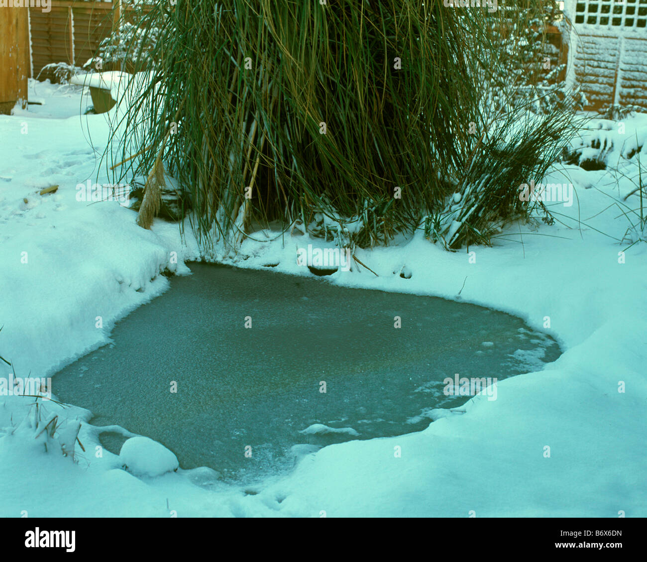 POND IN WINTER WITH SNOW ROUND FROZEN POND Stock Photo - Alamy