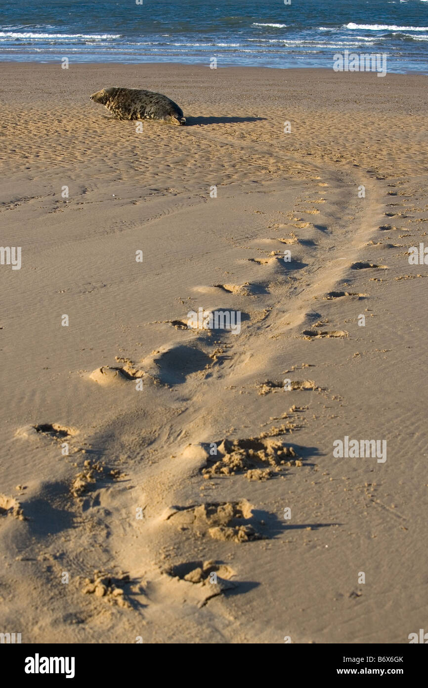 Seal tracks in sand hi-res stock photography and images - Alamy