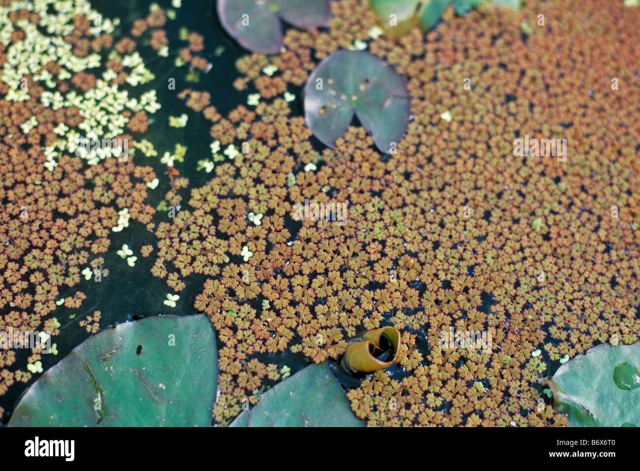 AZOLLA AND DUCKWEED FLOATING ON WATER SURFACE Stock Photo - Alamy