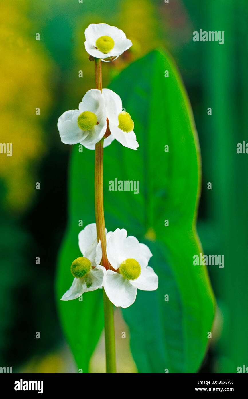 Arrowhead Flower High Resolution Stock Photography and Images - Alamy
