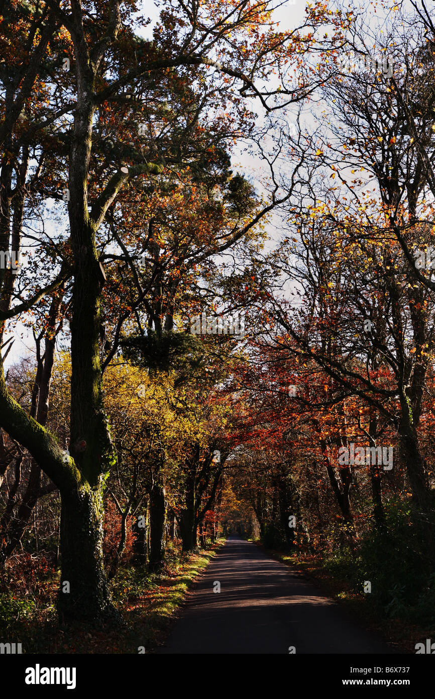 Autumn trees line a country road near the Dorset village of Moreton ...