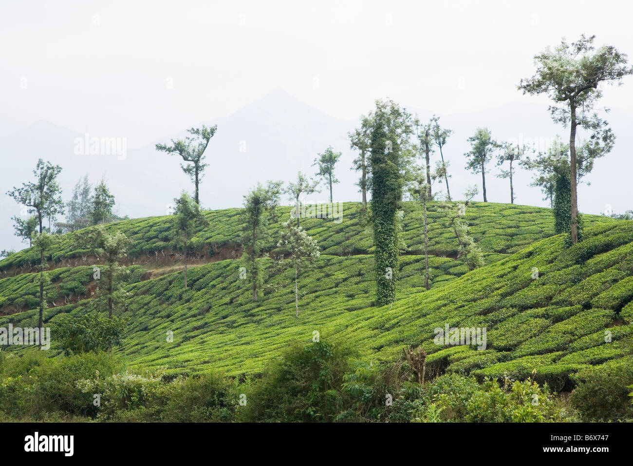 Trees in garden india hi-res stock photography and images - Alamy