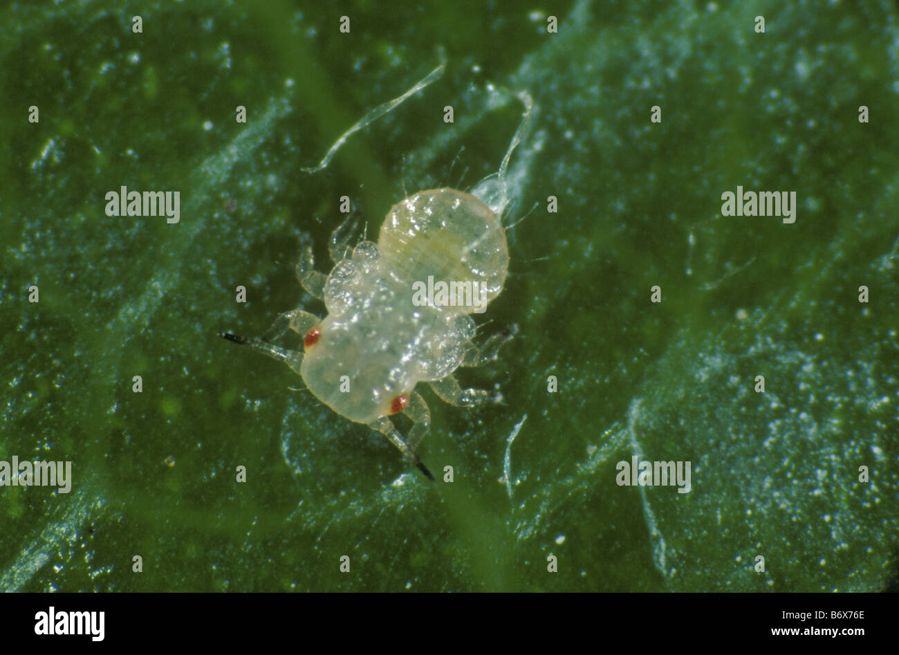 Psyllidae Stock Photos & Psyllidae Stock Images - Alamy