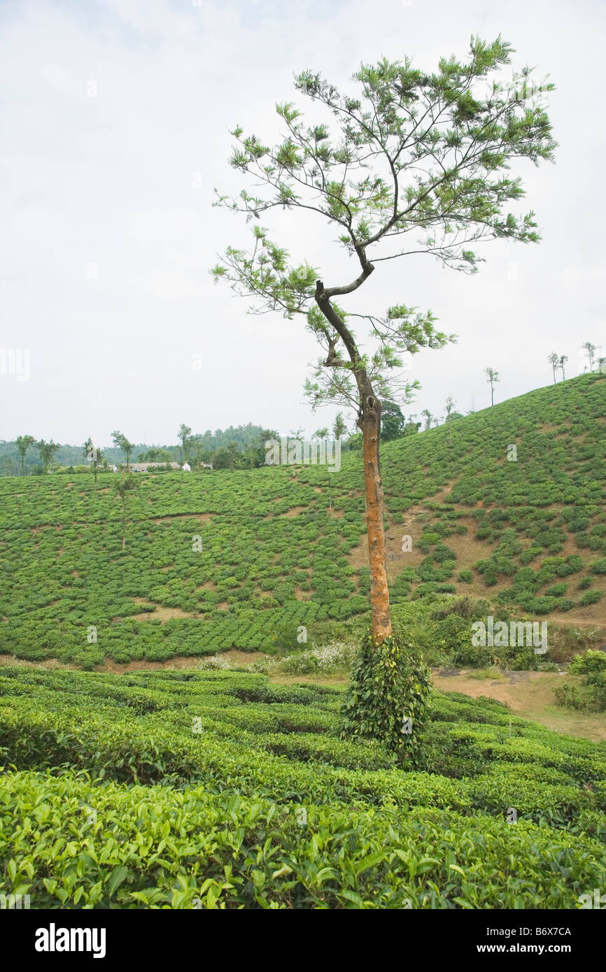Tree in a tea garden, Mysore, Karnataka, India Stock Photo - Alamy