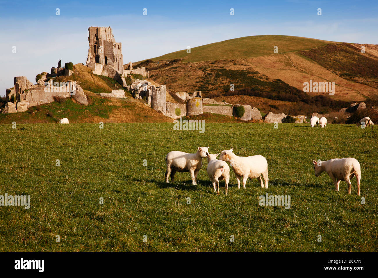 Sheep grazing in a field near Corfe Castle in Autumn Stock Photo - Alamy