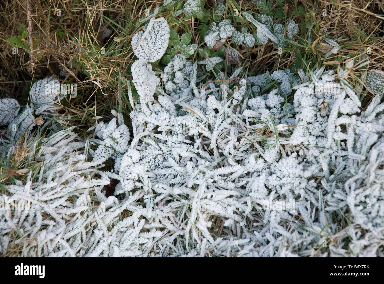 Frost covered grass Stock Photo - Alamy