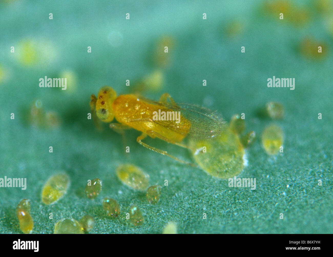 Parasitoid wasp Eretmocerus mundus with cotton whitefly scales and pupa ...