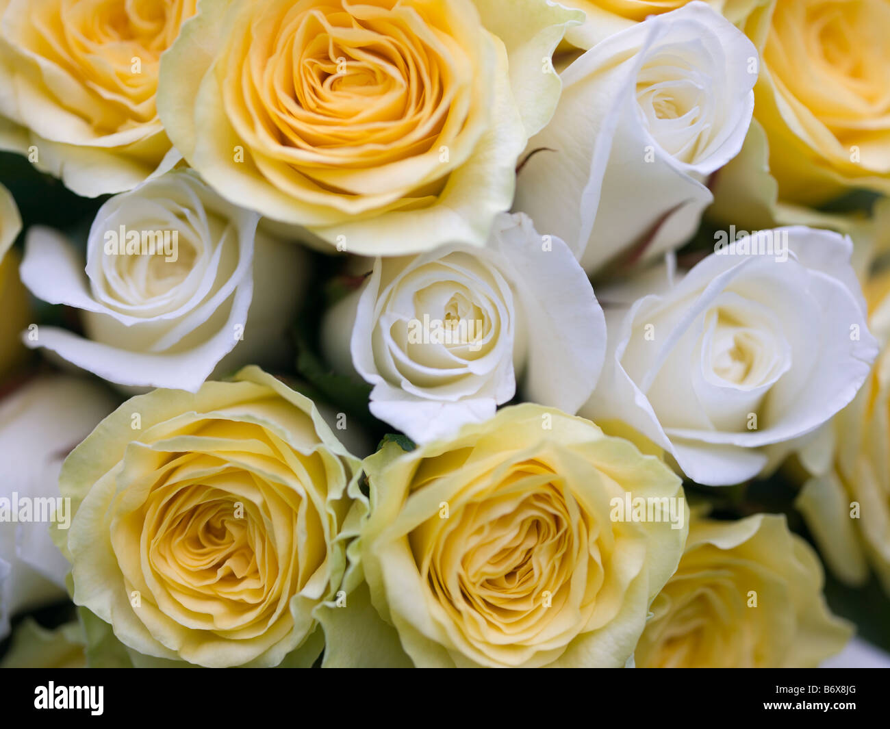 Bunch of rose flower images hi-res stock photography and images - Alamy