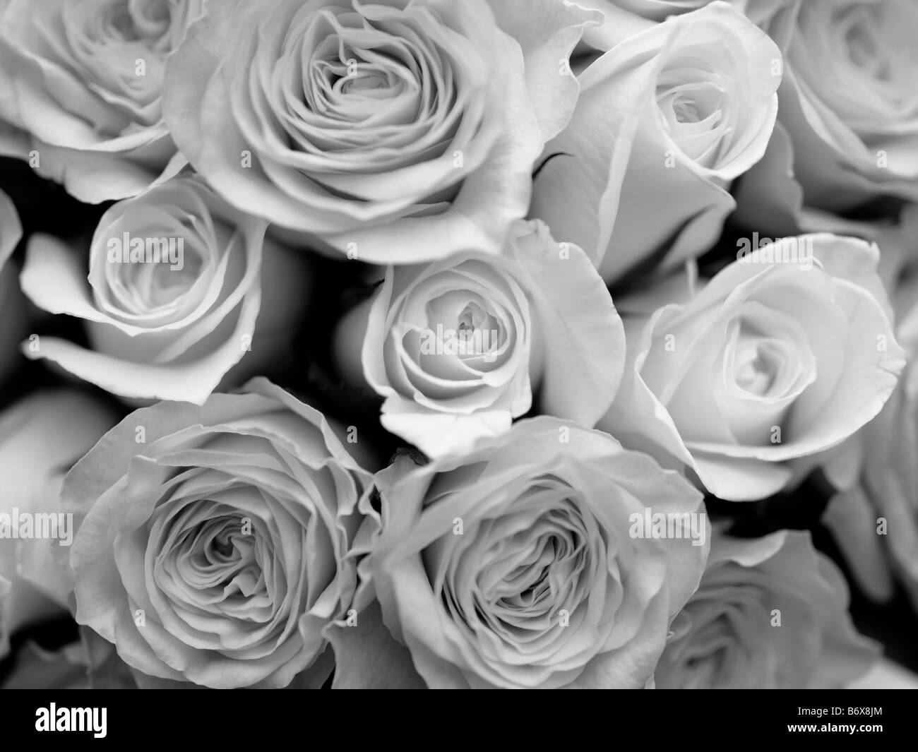 Bunch flowers roses in Black and White Stock Photos & Images - Alamy