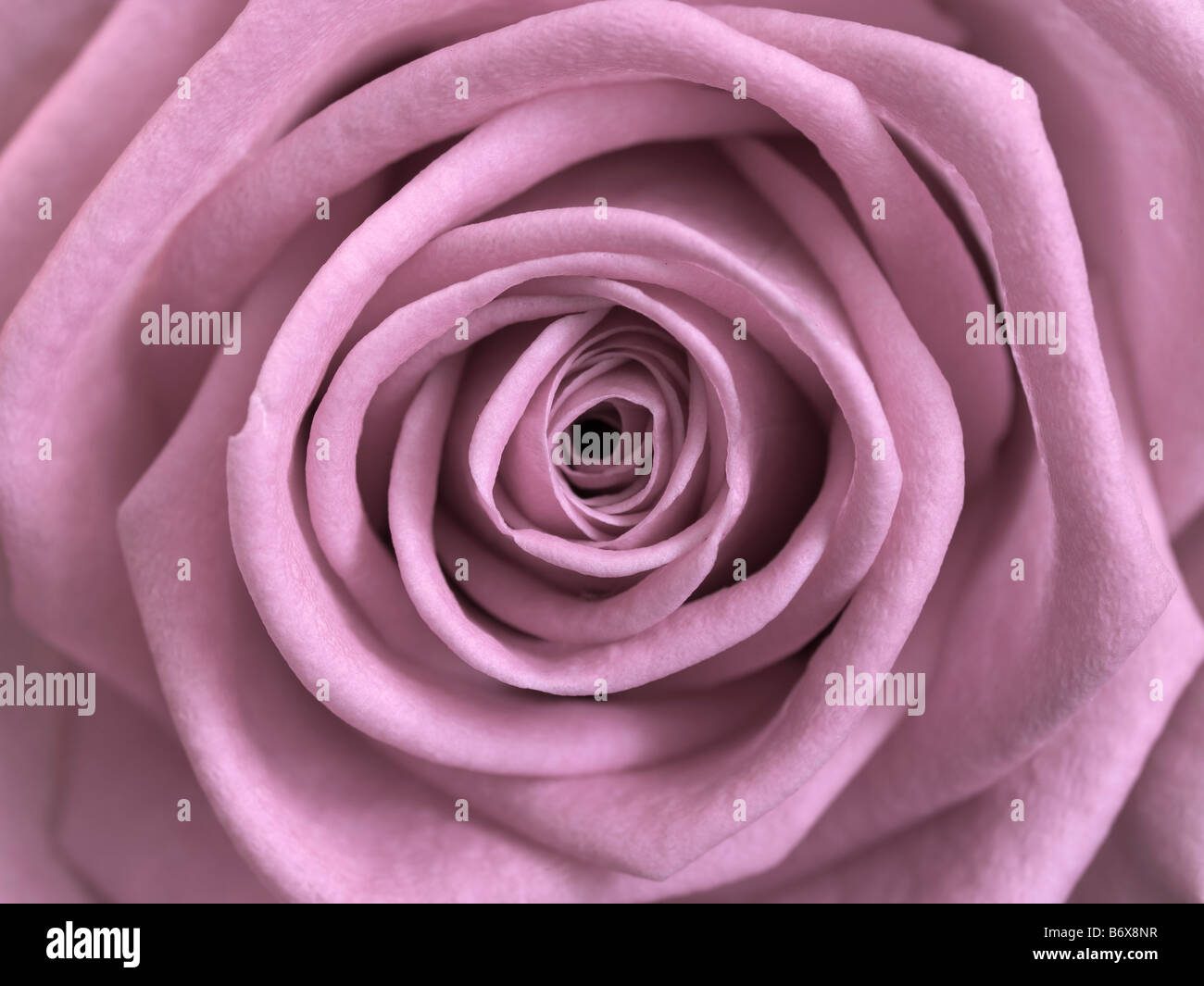 Rose close up Stock Photo - Alamy