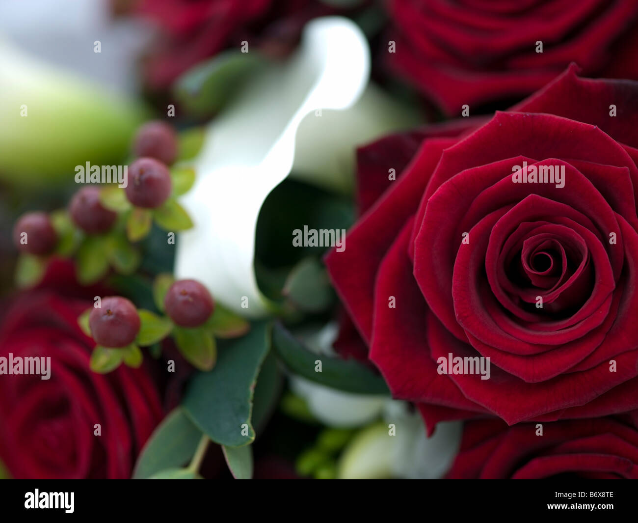 Rose with flower bud in bouquet close up Stock Photo - Alamy