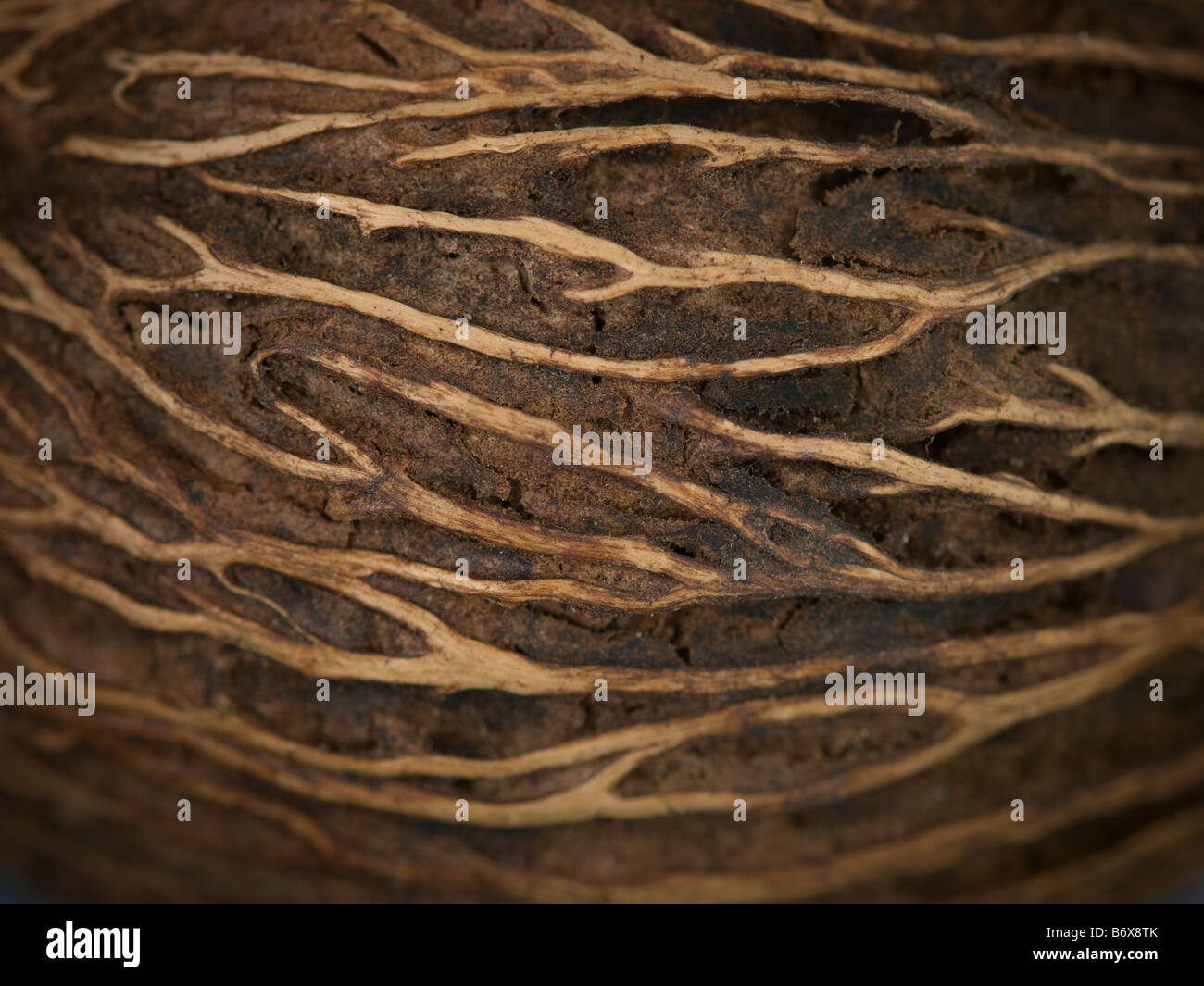 Coconut Shell close up Stock Photo - Alamy