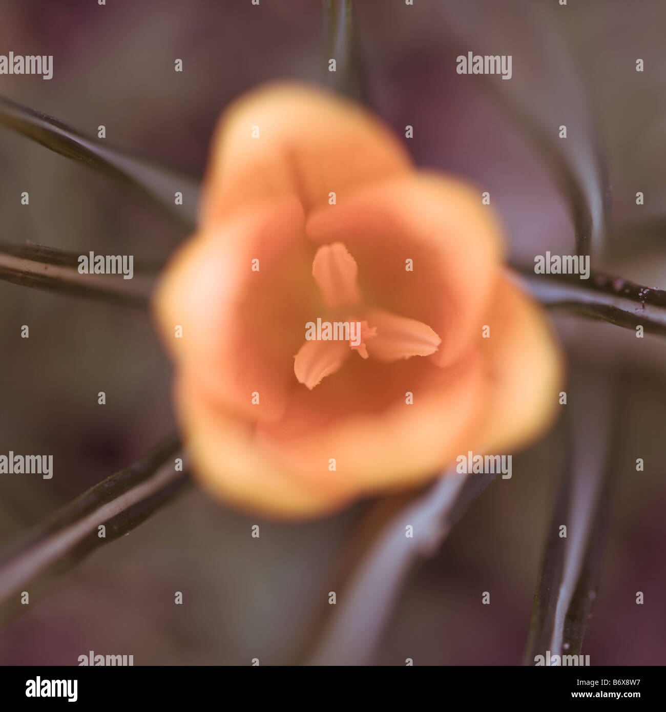 Close up of crocus flower Stock Photo - Alamy