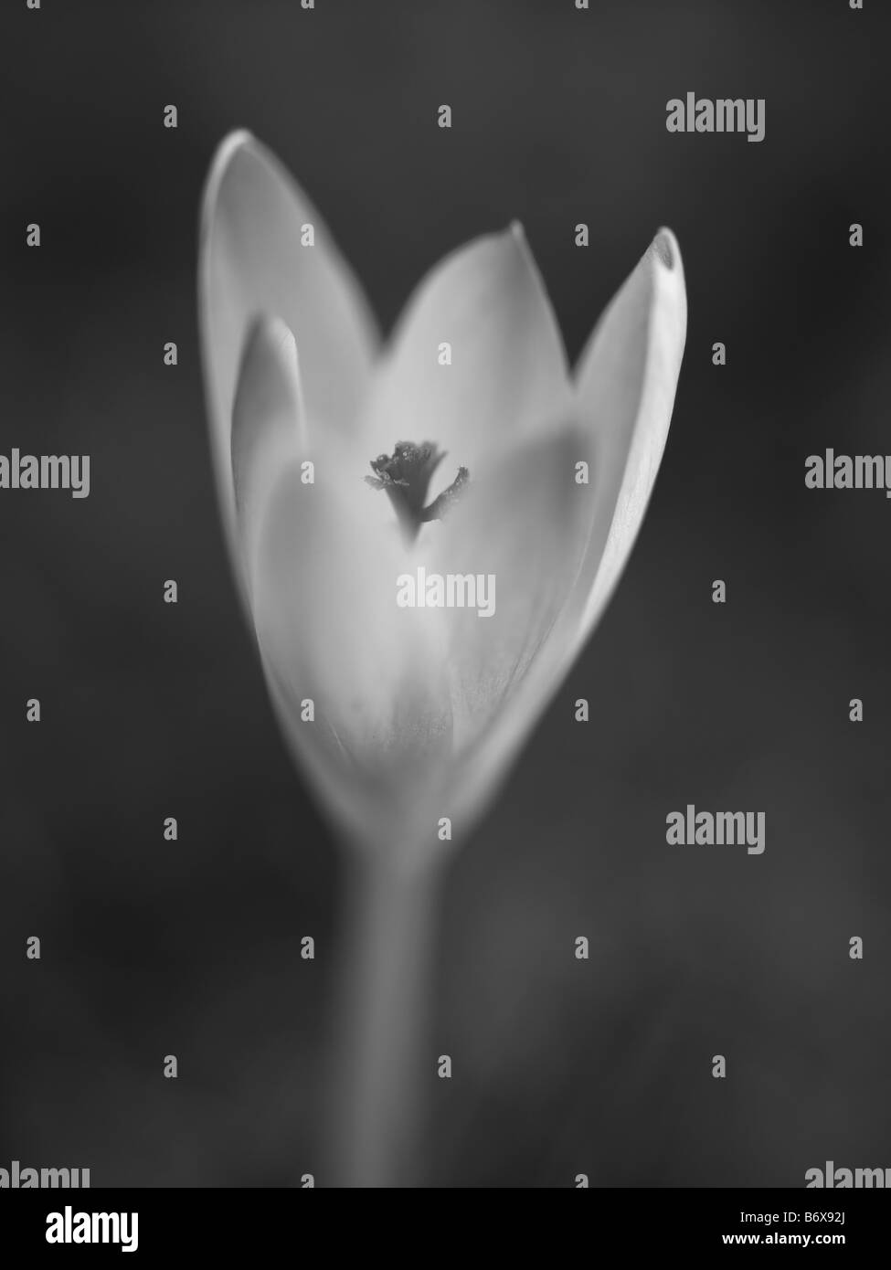 Spring crocus Black and White Stock Photos & Images - Alamy